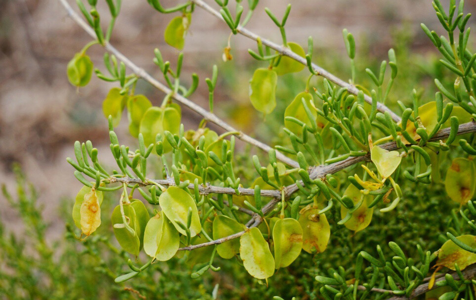 Zygophyllum xanthoxylon 霸王，蒺藜科驼蹄… - 高清图片，堆糖，美图壁纸兴趣社区