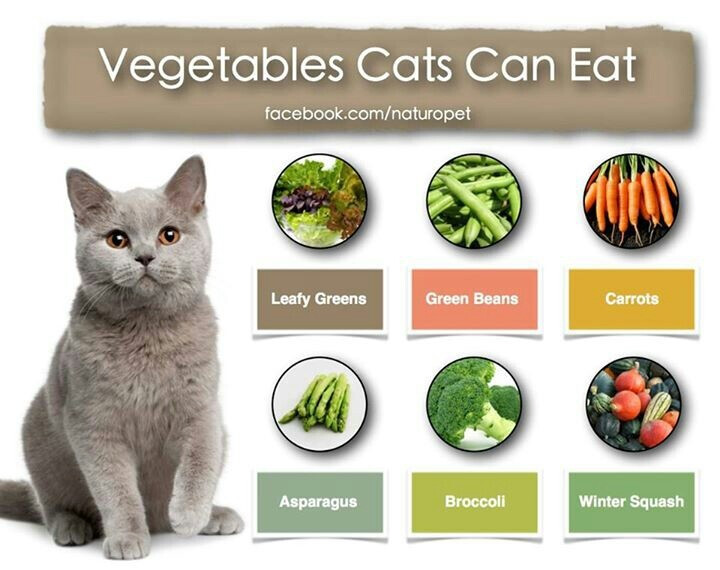 vegetable cats can eat - 高清图片，堆糖，美图壁纸兴趣社区