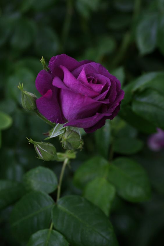 Purple rose - 堆糖，美图壁纸兴趣社区