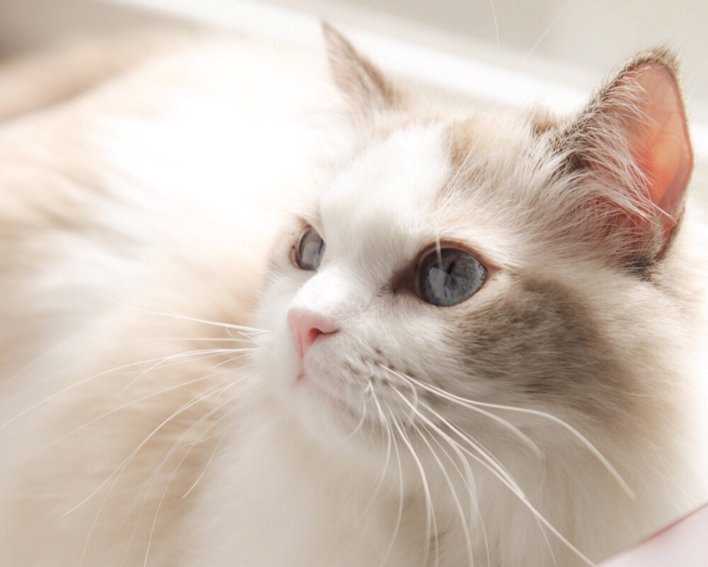 Cat - 高清图片，堆糖，美图壁纸兴趣社区