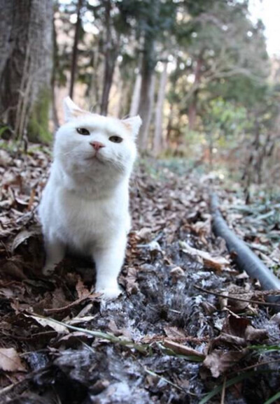 奴才表情包 - 高清图片，堆糖，美图壁纸兴趣社区