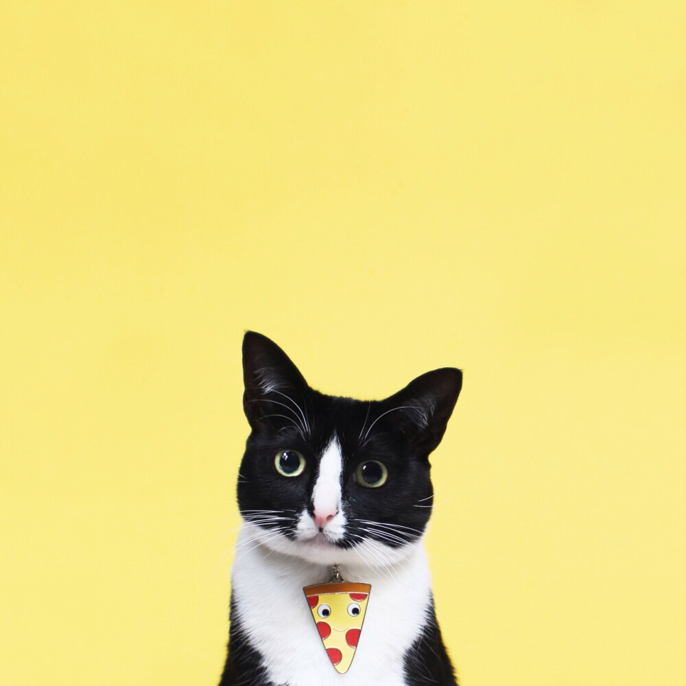 #猫咪#Princess Cheeto : I am Cheeto. A c… - 高清图片，堆糖，美图壁纸兴趣社区