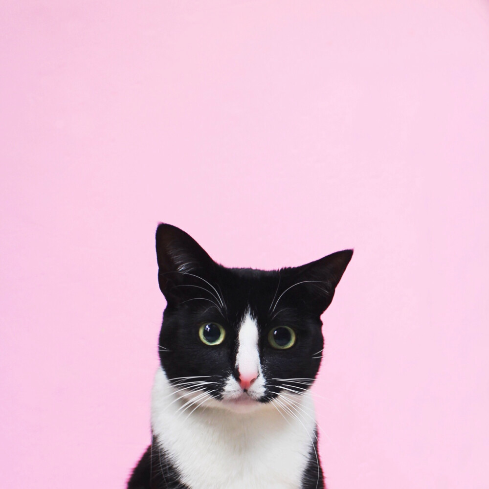 #猫咪#Princess Cheeto : I am Cheeto. A c… - 高清图片，堆糖，美图壁纸兴趣社区
