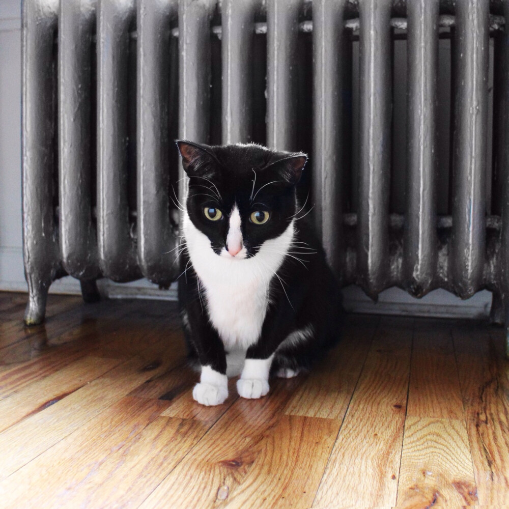 #猫咪#Princess Cheeto : I am Cheeto. A c… - 高清图片，堆糖，美图壁纸兴趣社区