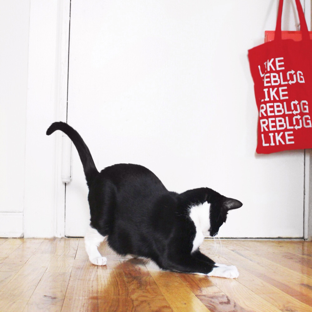 #猫咪#Princess Cheeto : I am Cheeto. A c… - 高清图片，堆糖，美图壁纸兴趣社区