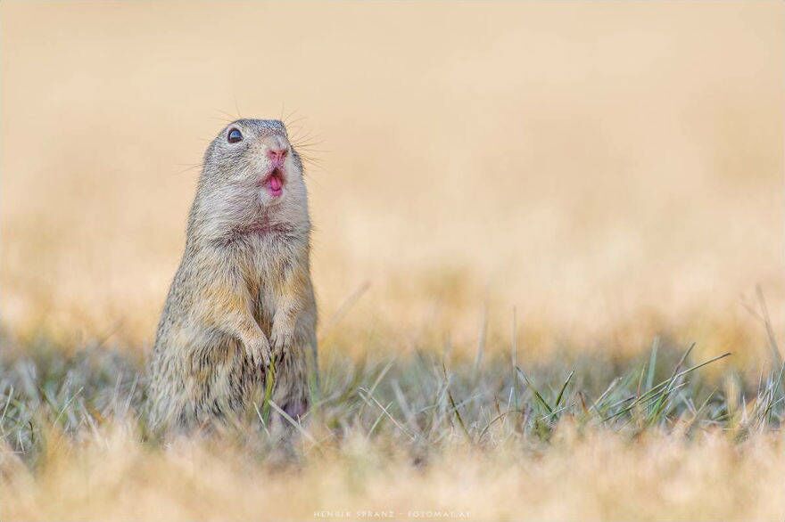 现居澳大利亚的自然摄影师Henrik Spranz，… - 高清图片，堆糖，美图壁纸兴趣社区