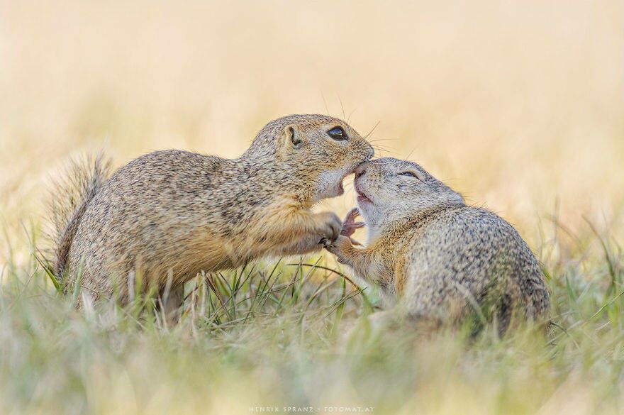 现居澳大利亚的自然摄影师Henrik Spranz，… - 高清图片，堆糖，美图壁纸兴趣社区