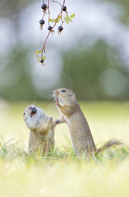 现居澳大利亚的自然摄影师Henrik Spranz，… - 高清图片，堆糖，美图壁纸兴趣社区