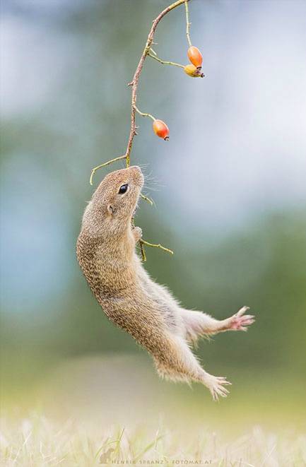 现居澳大利亚的自然摄影师Henrik Spranz，… - 高清图片，堆糖，美图壁纸兴趣社区