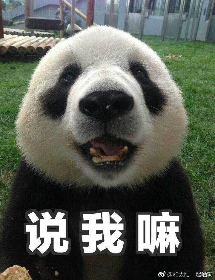 熊猫表情包 - 堆糖，美图壁纸兴趣社区