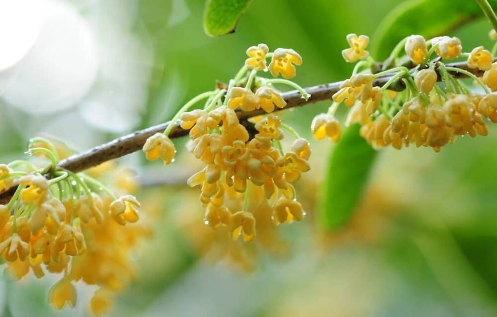 桂花 - 高清图片，堆糖，美图壁纸兴趣社区