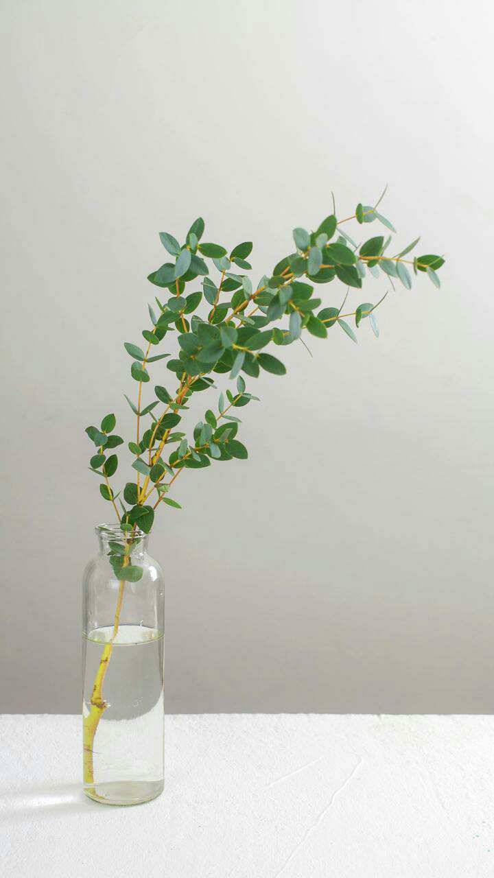 尤加利 - 堆糖，美图壁纸兴趣社区