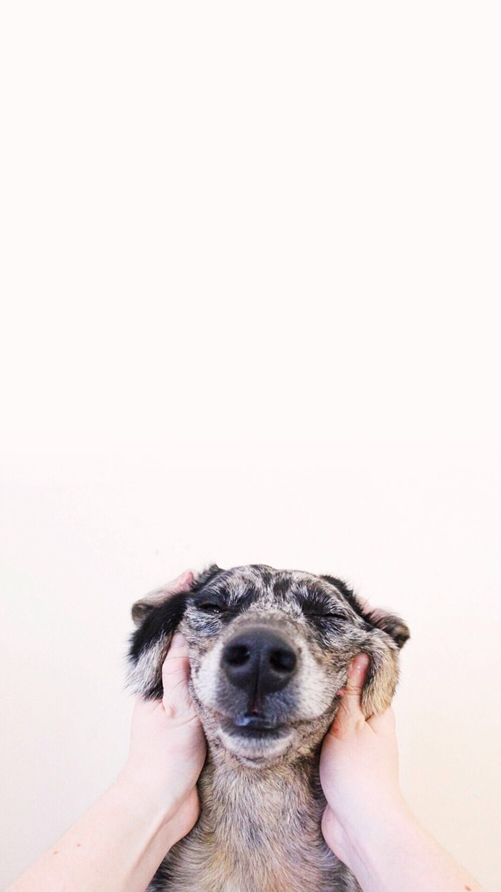 狗狗壁纸 - 高清图片，堆糖，美图壁纸兴趣社区