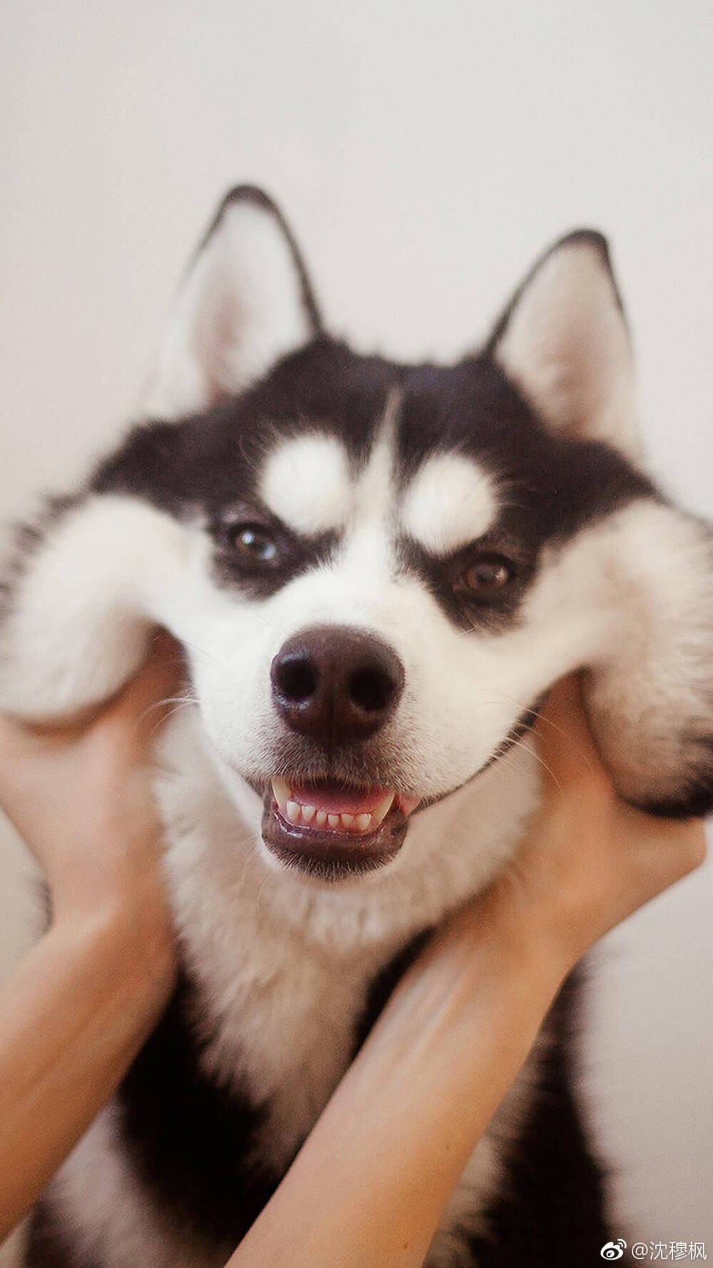 二哈 - 高清图片，堆糖，美图壁纸兴趣社区