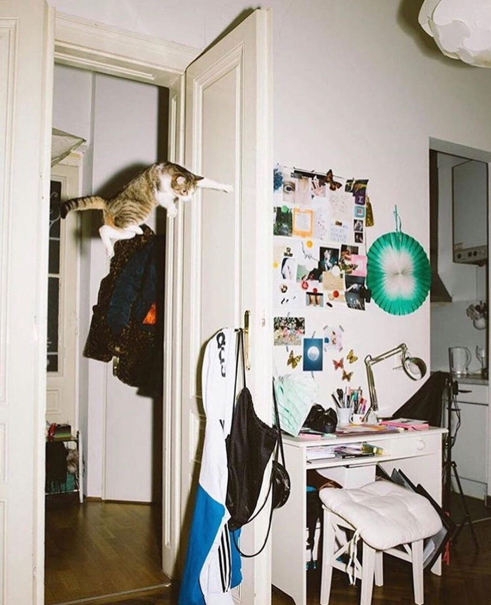 喵喵喵 ～ Jumping cats by doublekoek —… - 高清图片，堆糖，美图壁纸兴趣社区