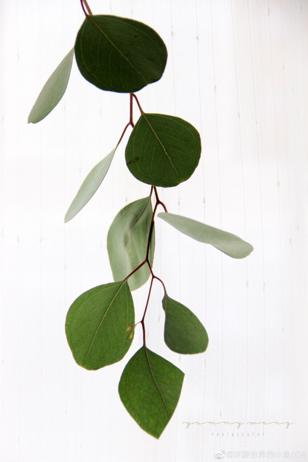 尤加利 - 高清图片，堆糖，美图壁纸兴趣社区