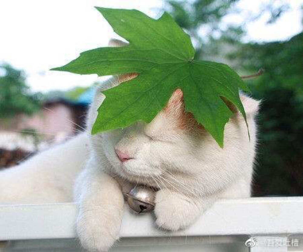 猫叔 堆糖,美图壁纸兴趣社区