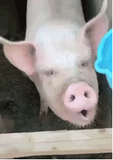 猪猪表情包 gif动图 喂你喝水 - 高清图片，堆糖，美图壁纸兴趣社区